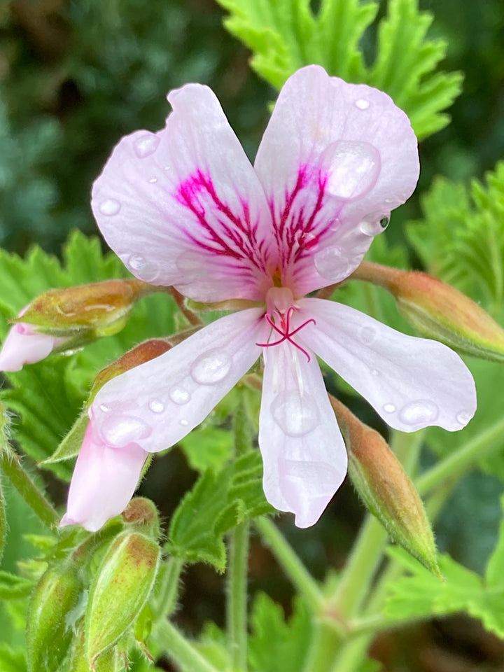 Yeah, Me Too Coffee – yeah, me too