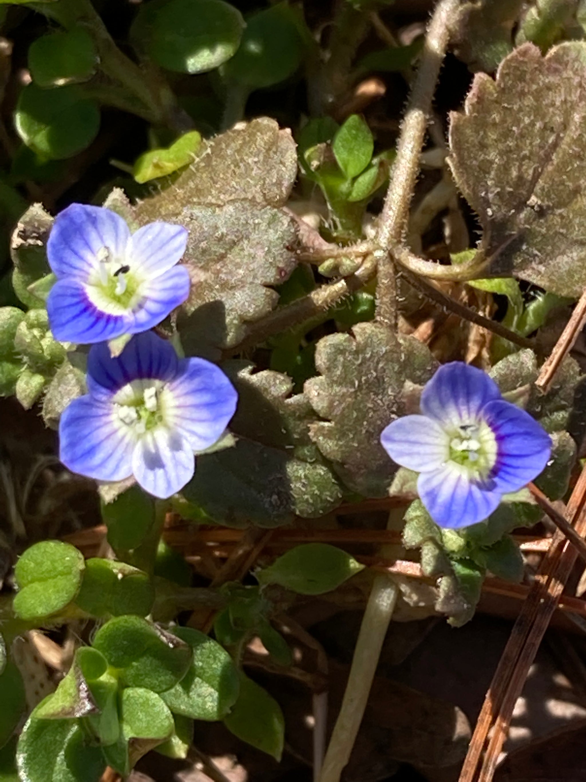 Yeah, Me Too Coffee – yeah, me too